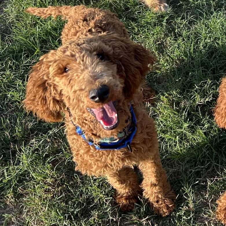Dog for adoption - Brennan AvL, a Standard Poodle & Golden Retriever ...