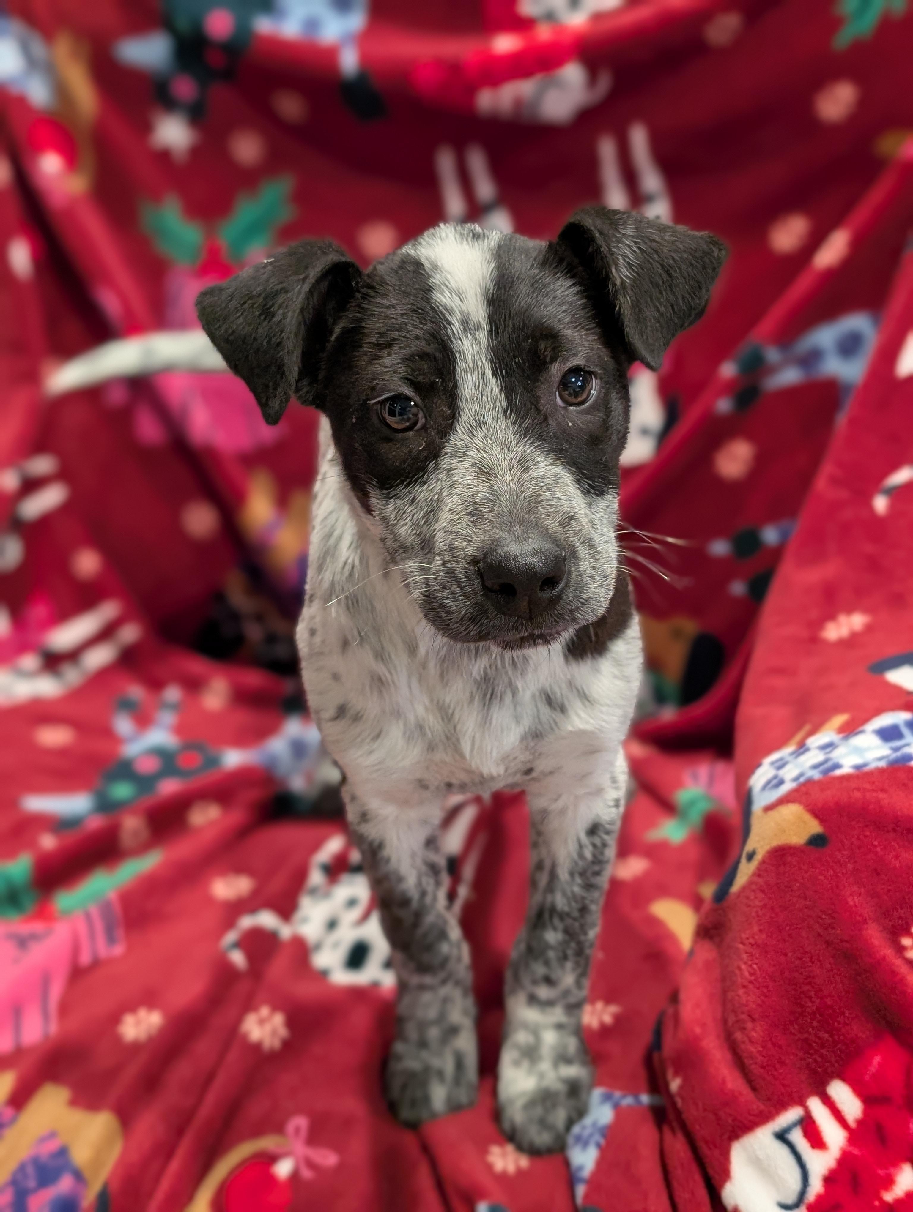 Dog for adoption - Cello, an Australian Cattle Dog / Blue Heeler ...