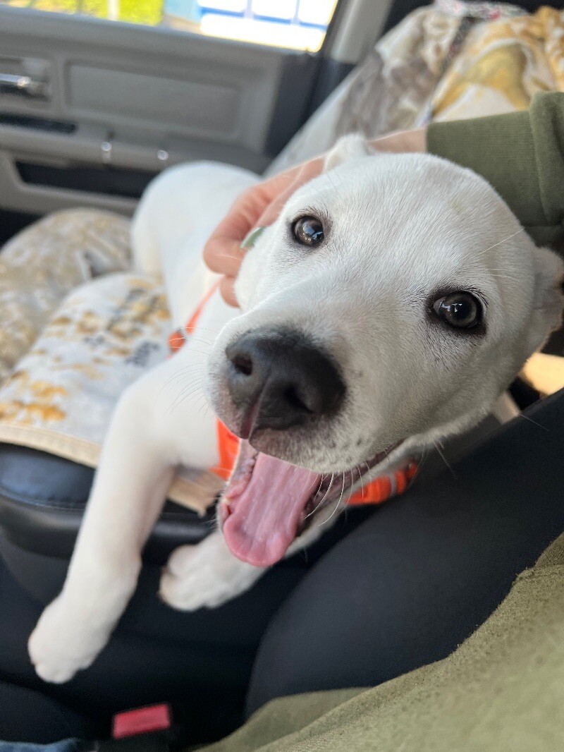 Dog for adoption - Bane Polar Bear , a Pit Bull Terrier & Husky Mix in ...