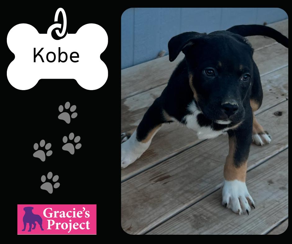 Dog for adoption - Kobe, a Mixed Breed in Columbus, OH | Petfinder