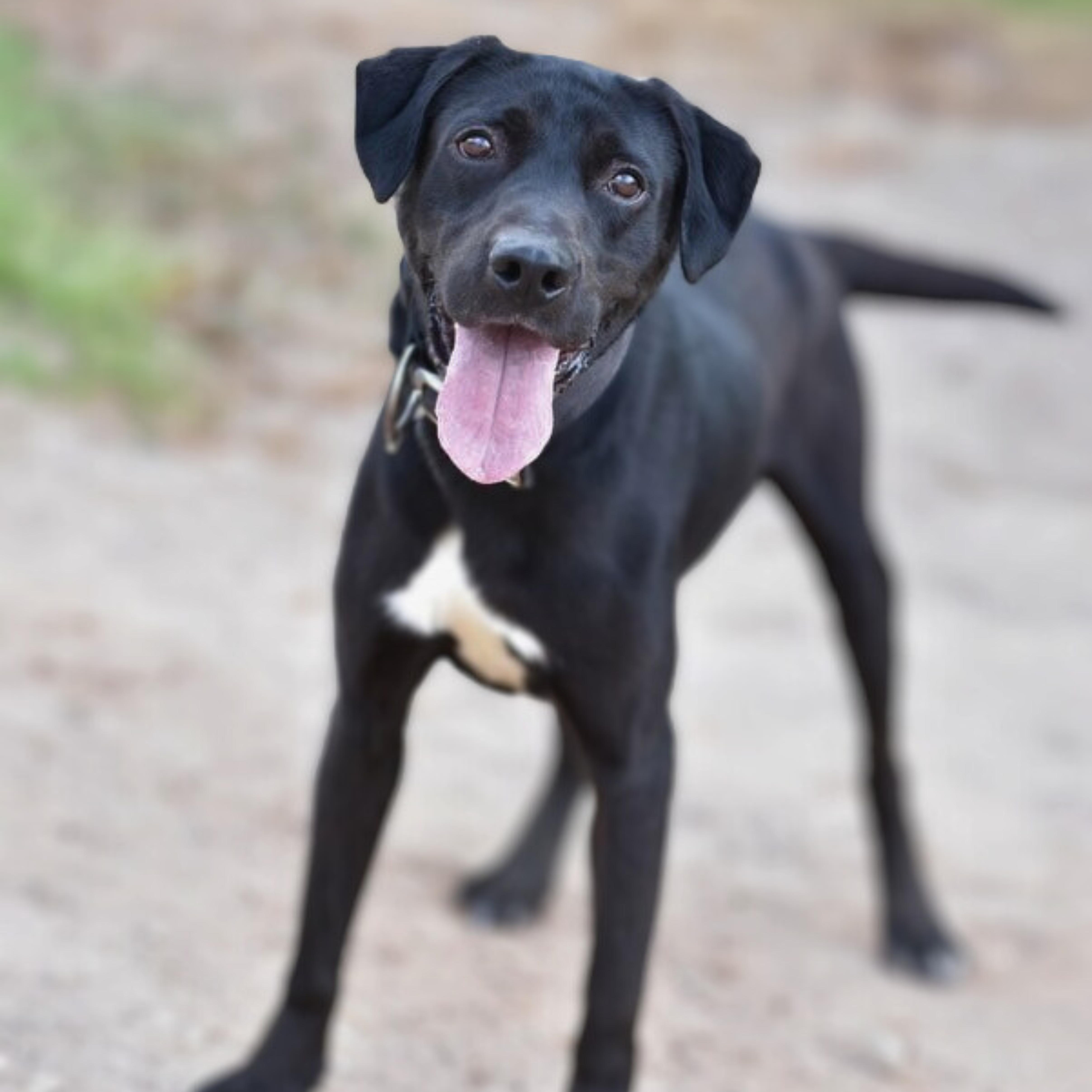 Dog for adoption - Hunter, a Labrador Retriever Mix in Snohomish, WA ...