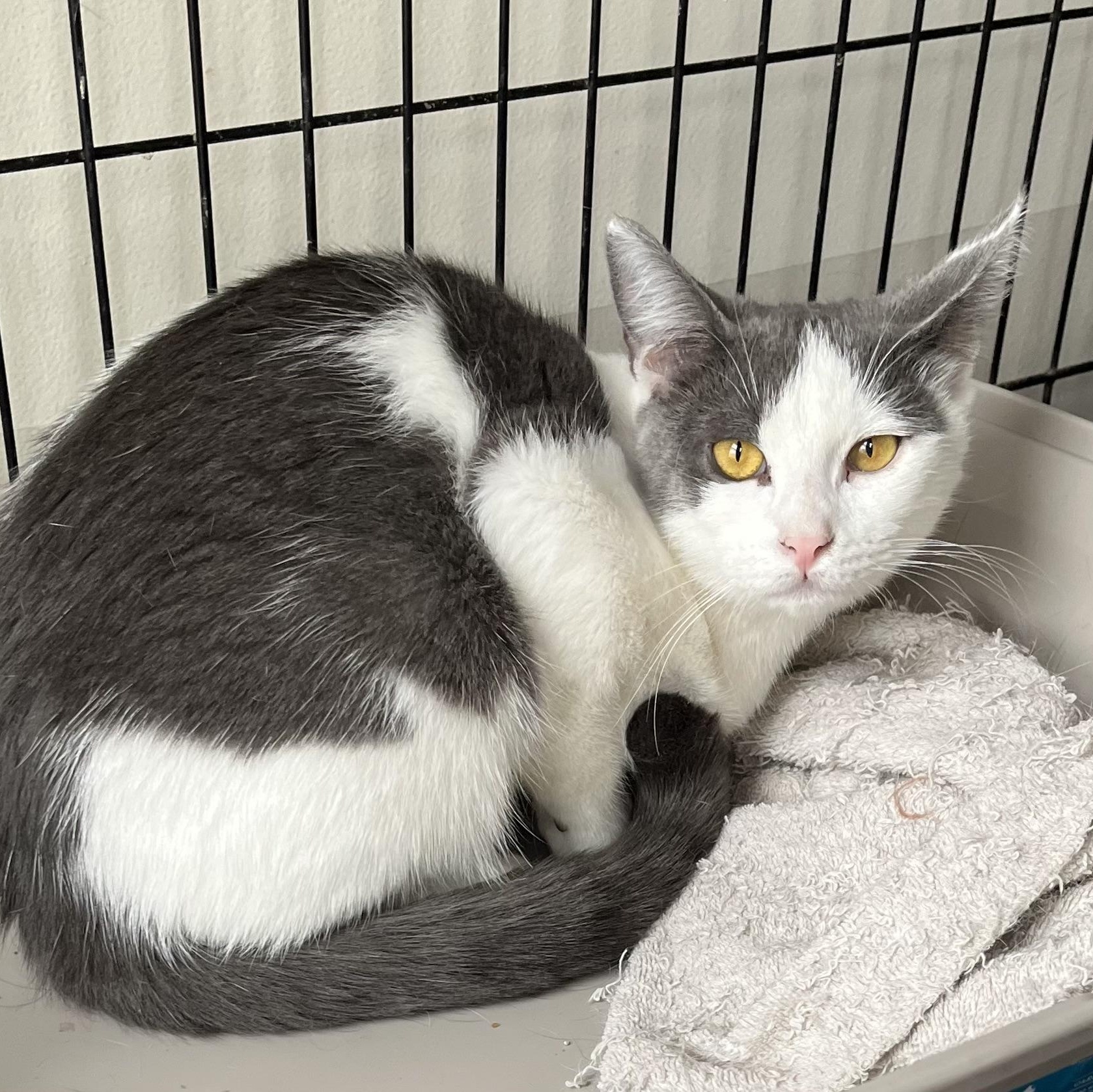 Cat for adoption - Fluffy, an American Shorthair in Weehawken, NJ ...