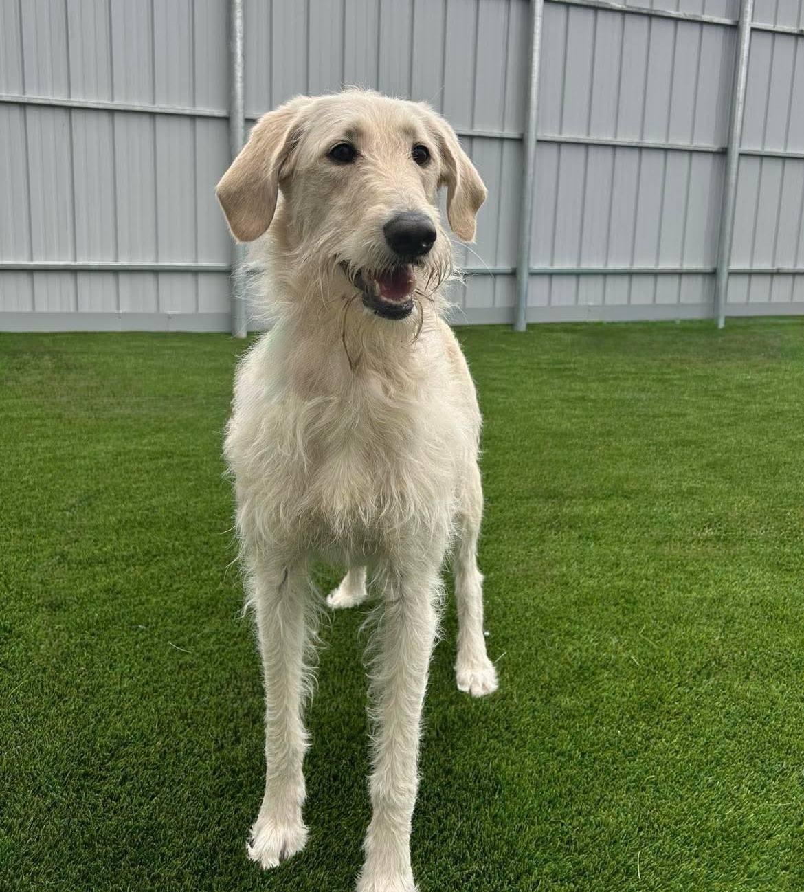 Dog for adoption - Gigi, a Labrador Retriever & Poodle Mix in Delson ...