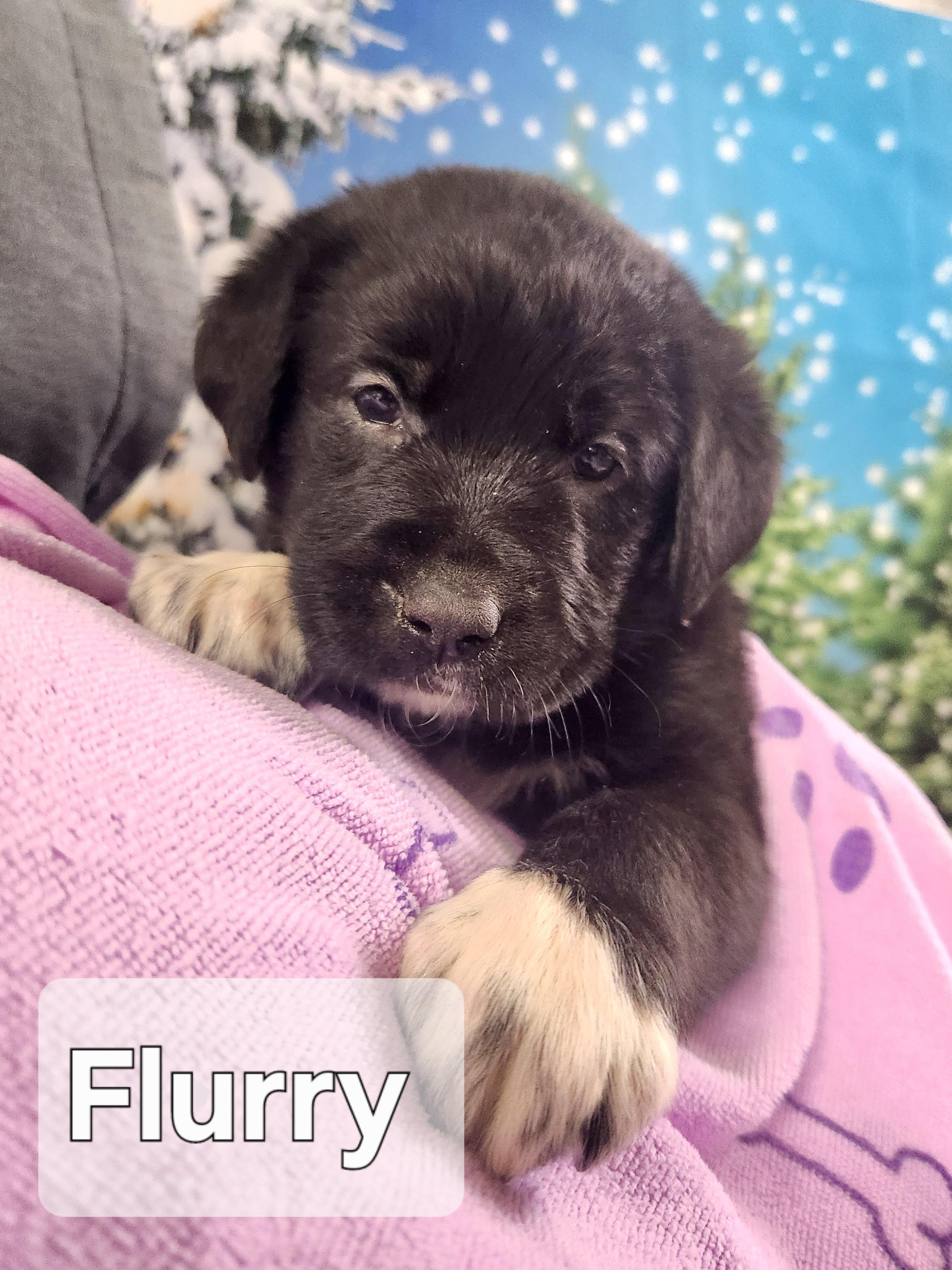 Dog for adoption - Flurry, a Siberian Husky & Chow Chow Mix in Walthill ...