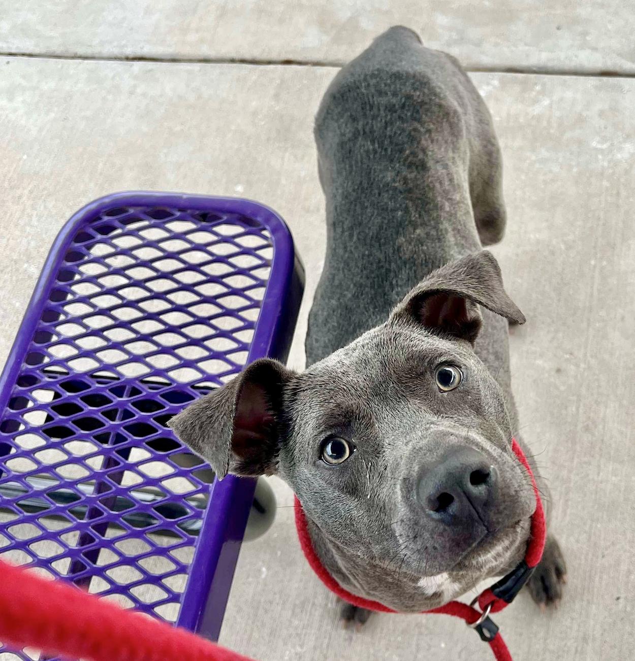 Dog for adoption - Peppi, a Pit Bull Terrier Mix in Morgantown, WV ...