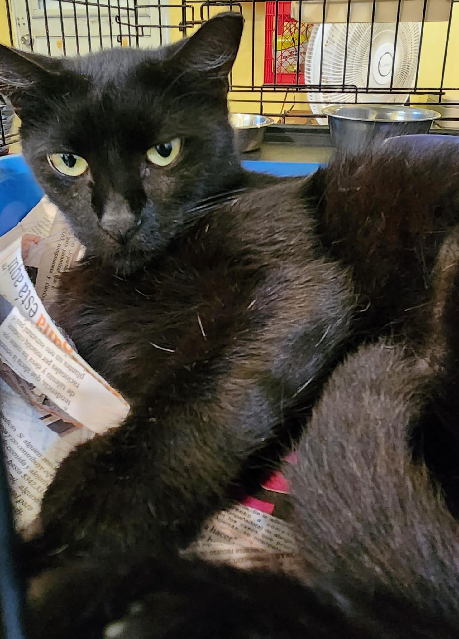 Cat for adoption - Soot, a Domestic Medium Hair in New York, NY | Petfinder