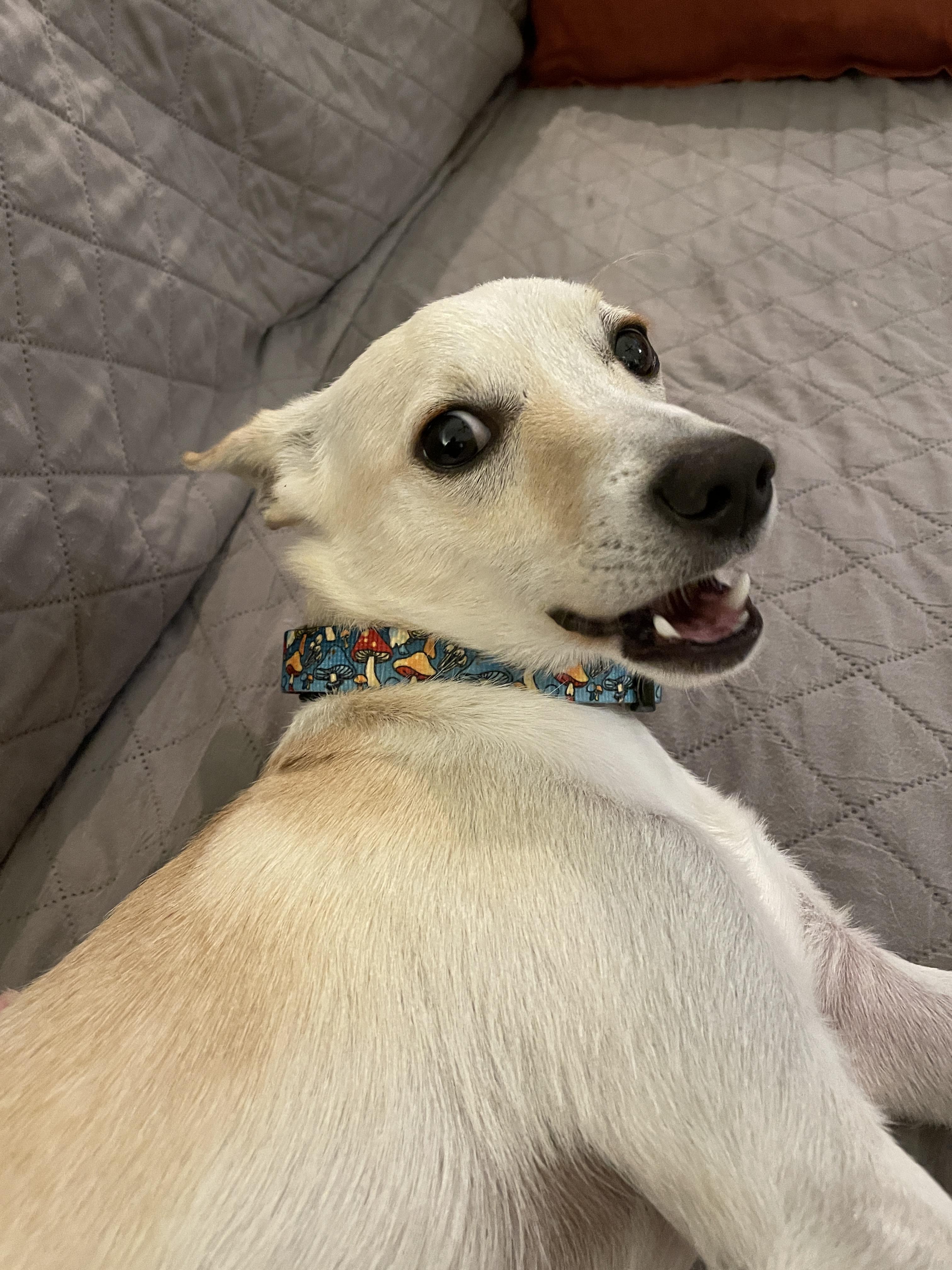 Dog for adoption - Dexter, an Italian Greyhound & Chihuahua Mix in ...