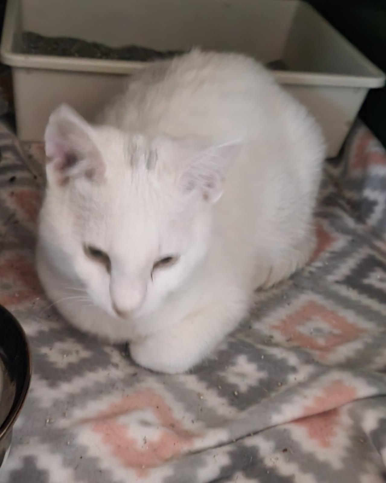 Cat for adoption - Skid Mark, a Domestic Short Hair in Zimmerman, MN ...