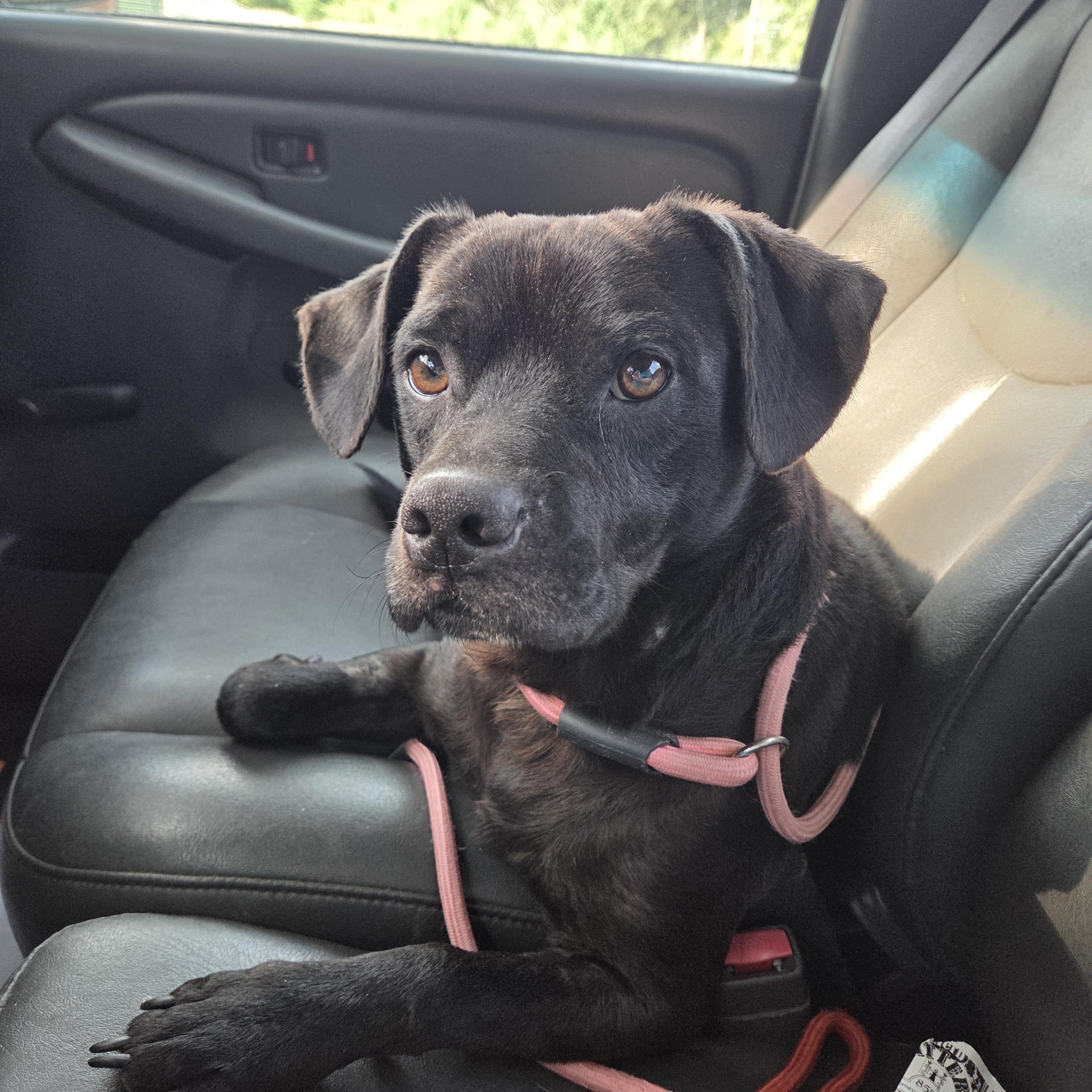 Dog for adoption - Rex, a Black Labrador Retriever & Shar-Pei Mix in ...
