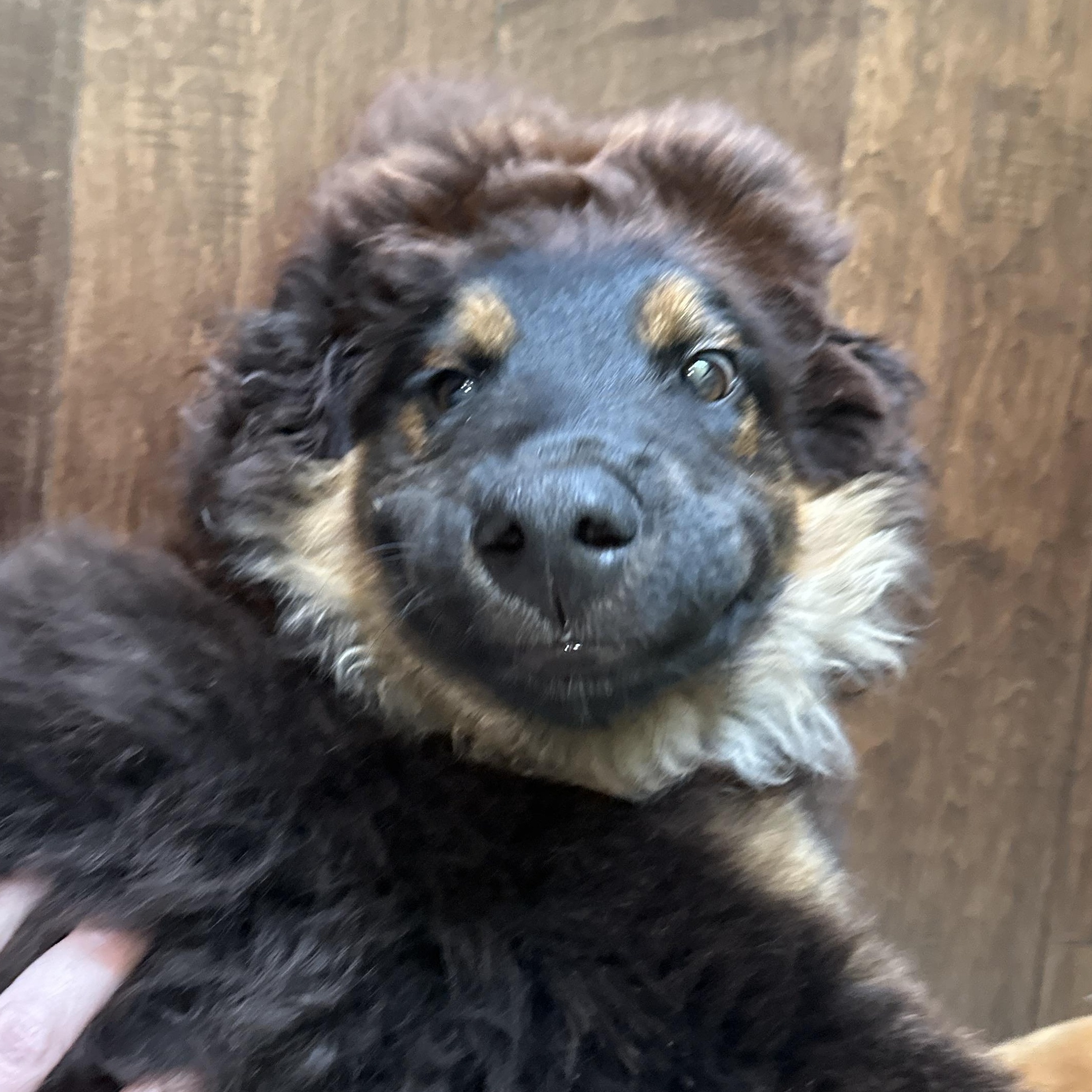 Dog for adoption - Bear, an Australian Shepherd Mix in Cleveland, OH | Petfinder