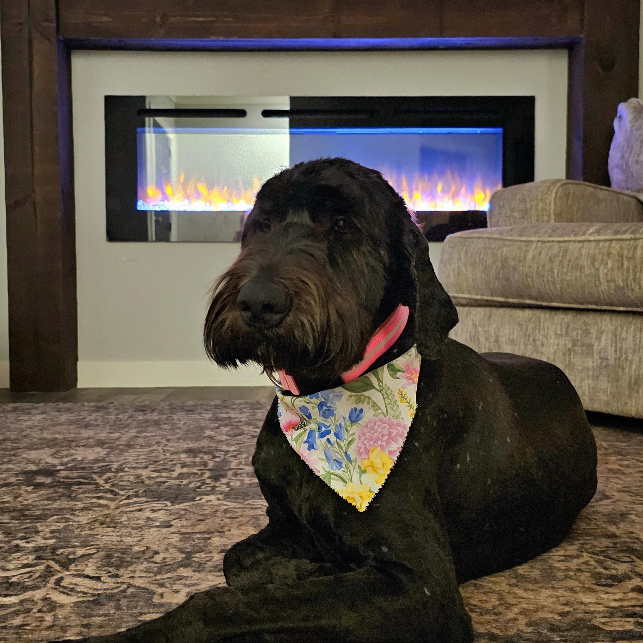 Dog for adoption - Ellie Mae, a Labradoodle in Springfield, IL | Petfinder