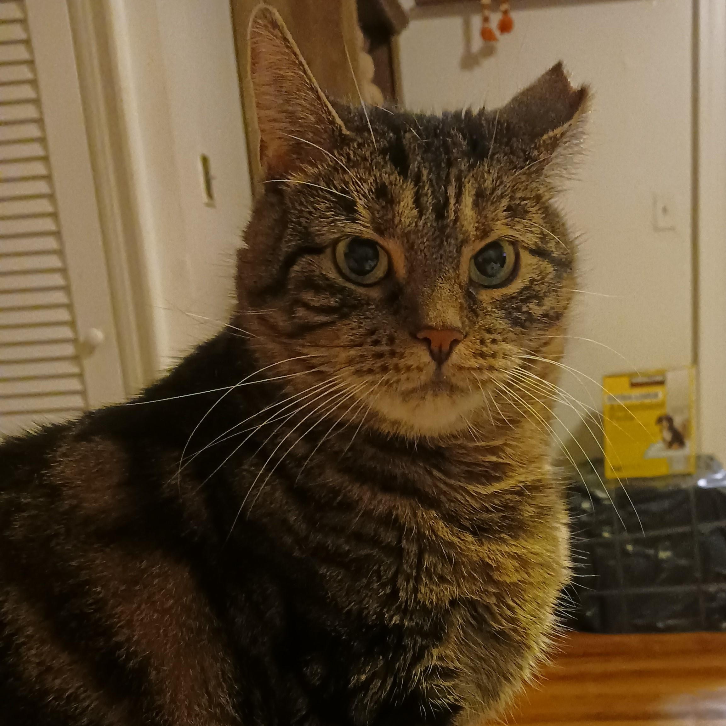 Cat Adoption in Bronx NY - Bronx Tails