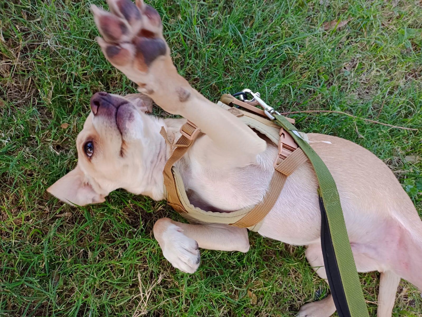 Dog for adoption - ENZO, a Chihuahua & Dachshund Mix in Santa Monica ...
