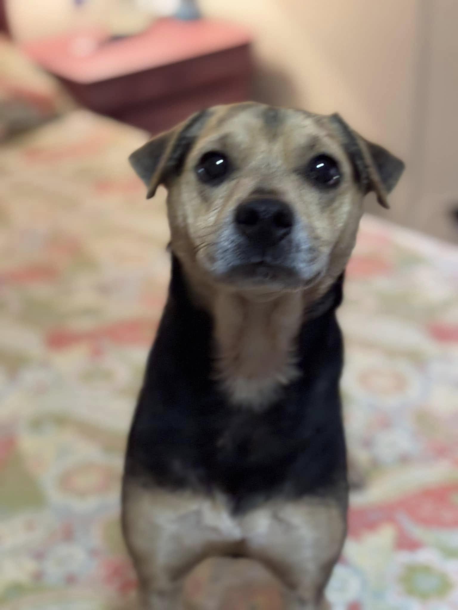 Dog for adoption - Forrest, a Rat Terrier & Manchester Terrier Mix in ...