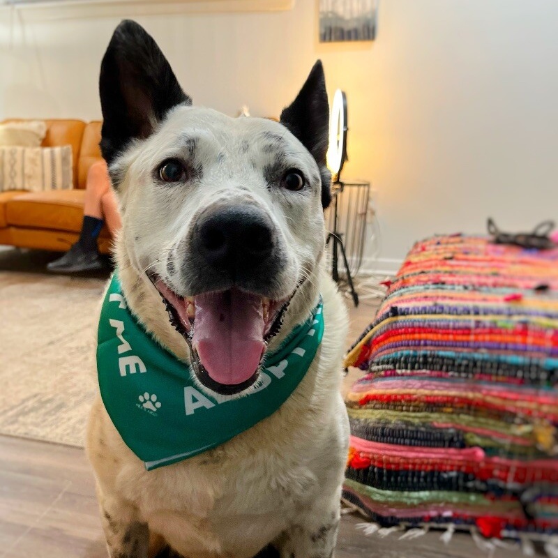 Dog for adoption - Oreo Freckles, an American Staffordshire Terrier ...