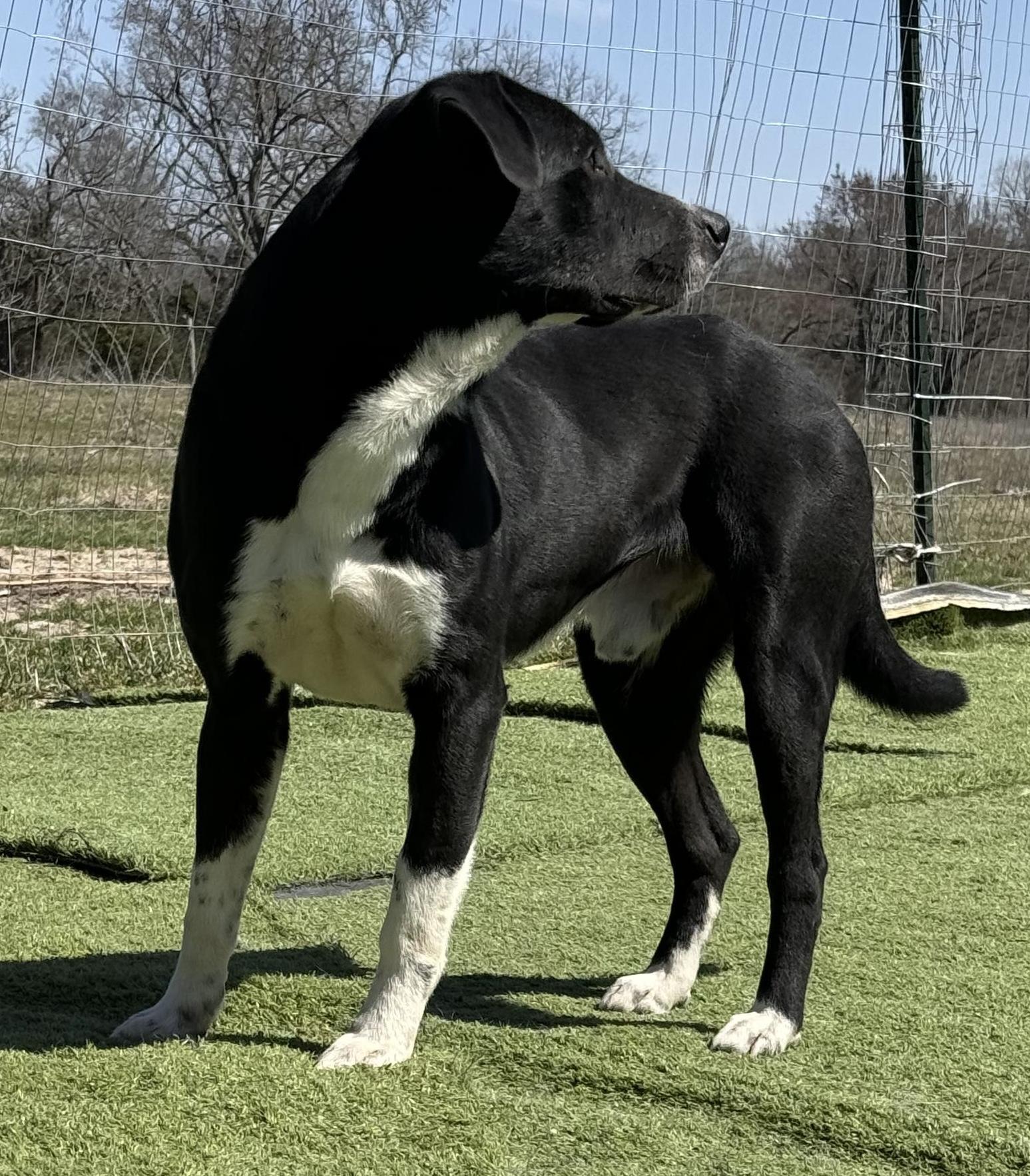 Dog for adoption - Curly, a Labrador Retriever Mix in Monroeville, PA ...
