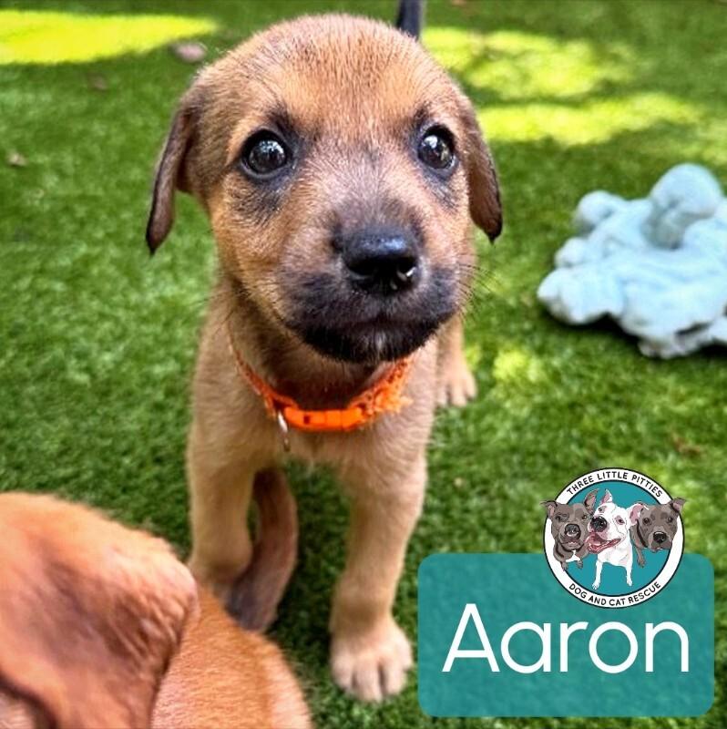 Dog for adoption - Aaron Hatch, a German Shepherd Dog & Labrador ...