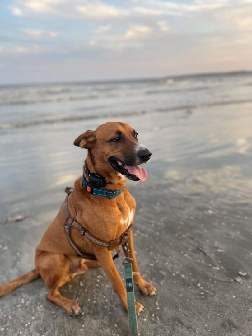 Dog for adoption - Milo, a Black Mouth Cur Mix in Orlando, FL | Petfinder