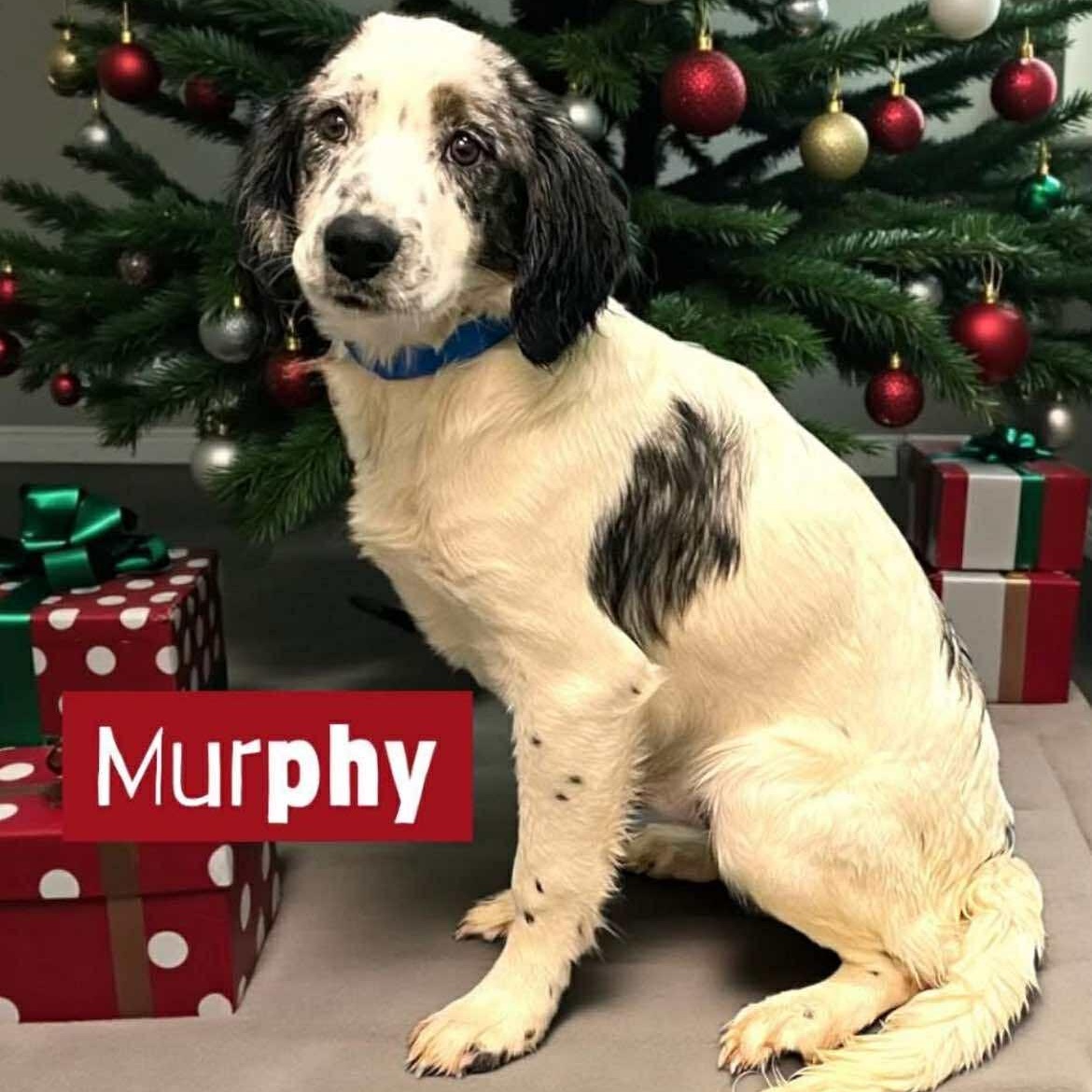 Murphy - Adoptable Pet | Petfinder | Petfinder