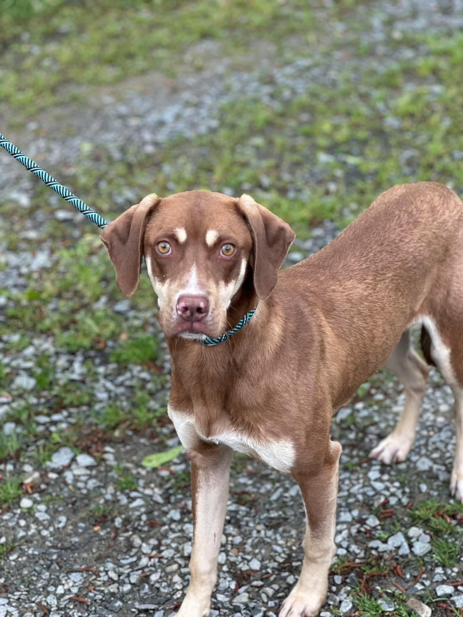 Dog for adoption - Latta, a Hound Mix in Elizabethtown, NC | Petfinder