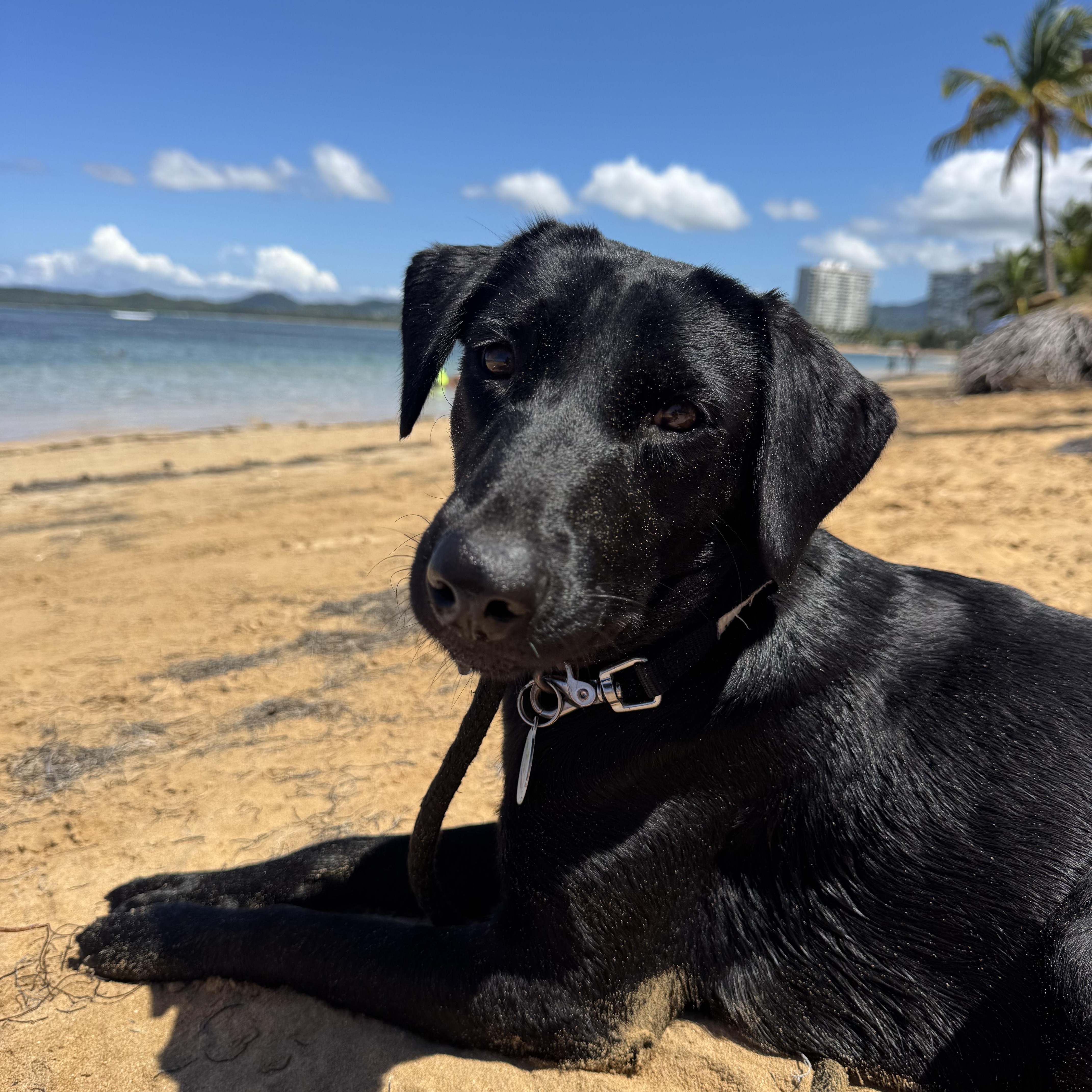 Dog for adoption - Sadie: Super sweet & well behaved, a Black Labrador ...
