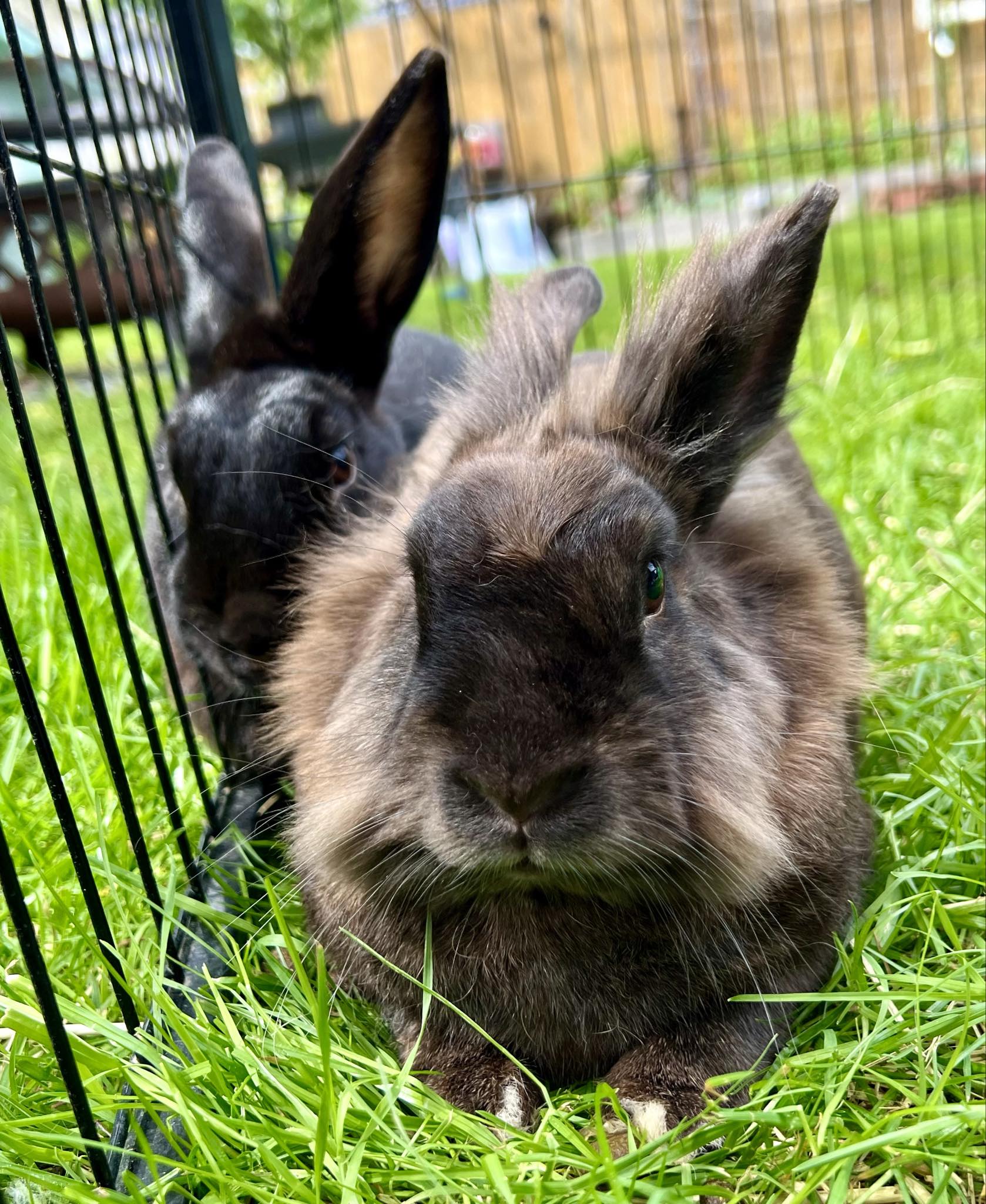 Rabbit for adoption - Shane & Danke, a Lionhead Mix in Lynden, WA ...