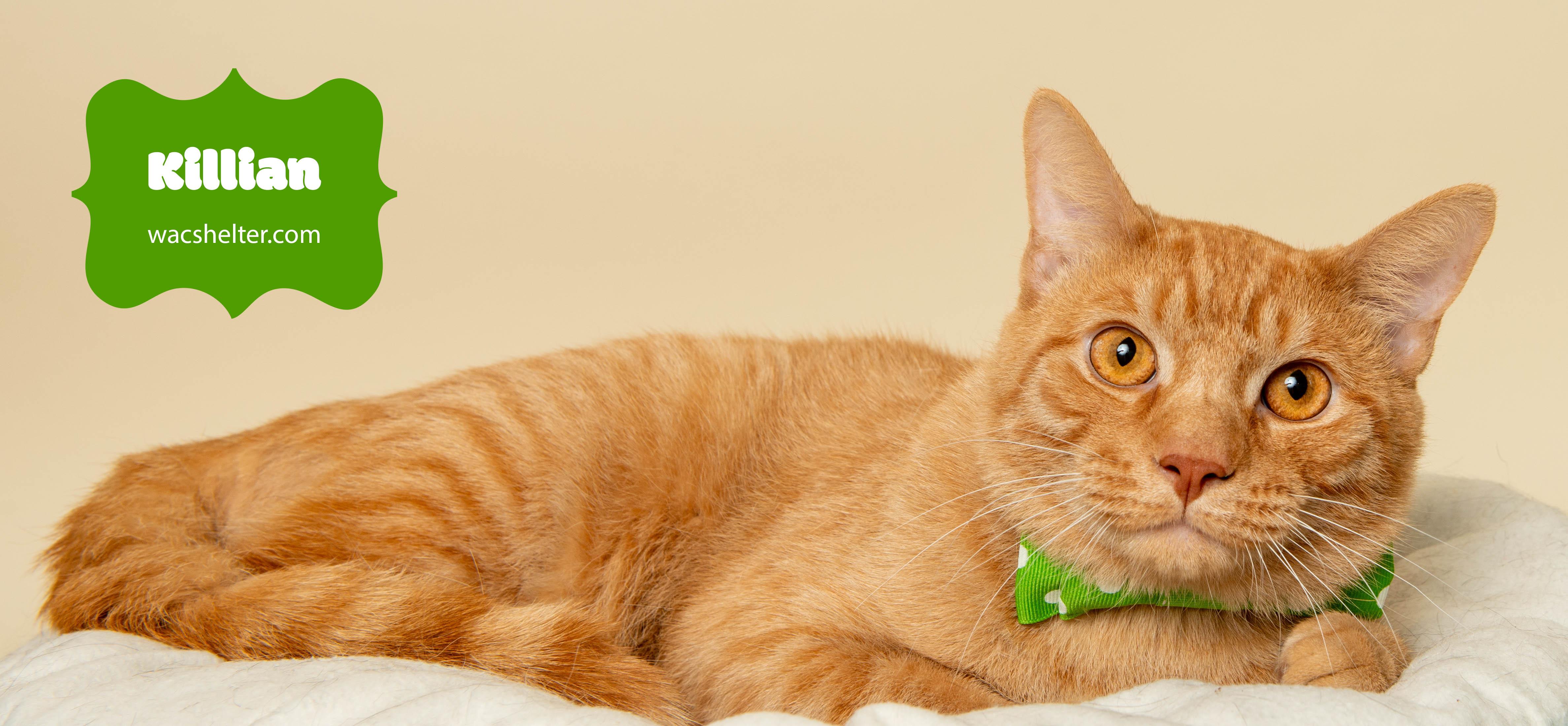 Cat for adoption - KILLIAN (gentle, but loves to play too), a Domestic ...