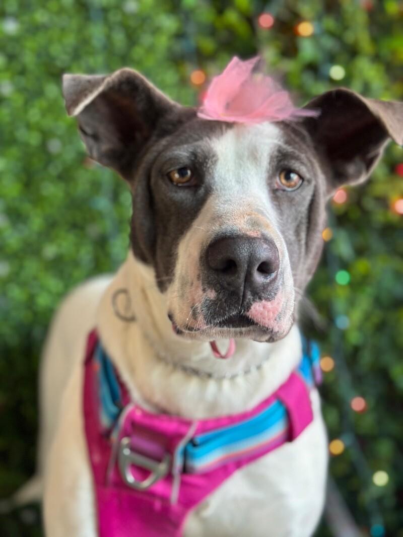 Dog for adoption - Susan, a Pit Bull Terrier & Labrador Retriever Mix ...