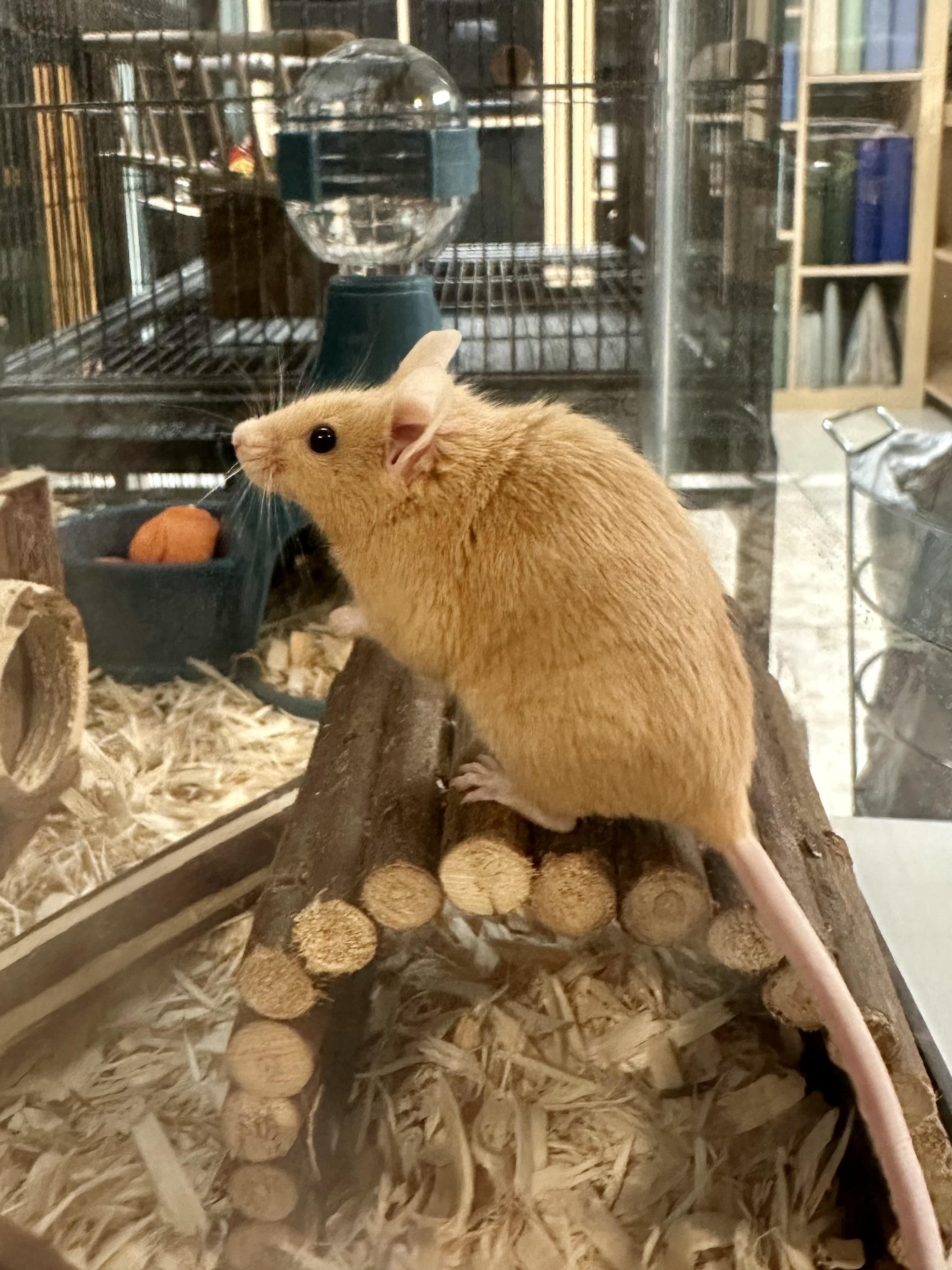 Mouse for adoption - Spatter, a Mouse in Andover, CT | Petfinder