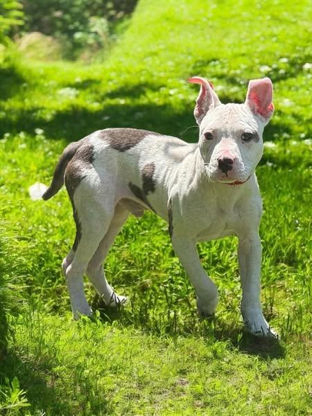 Dog for adoption - Luke, an American Staffordshire Terrier in Clive, IA ...