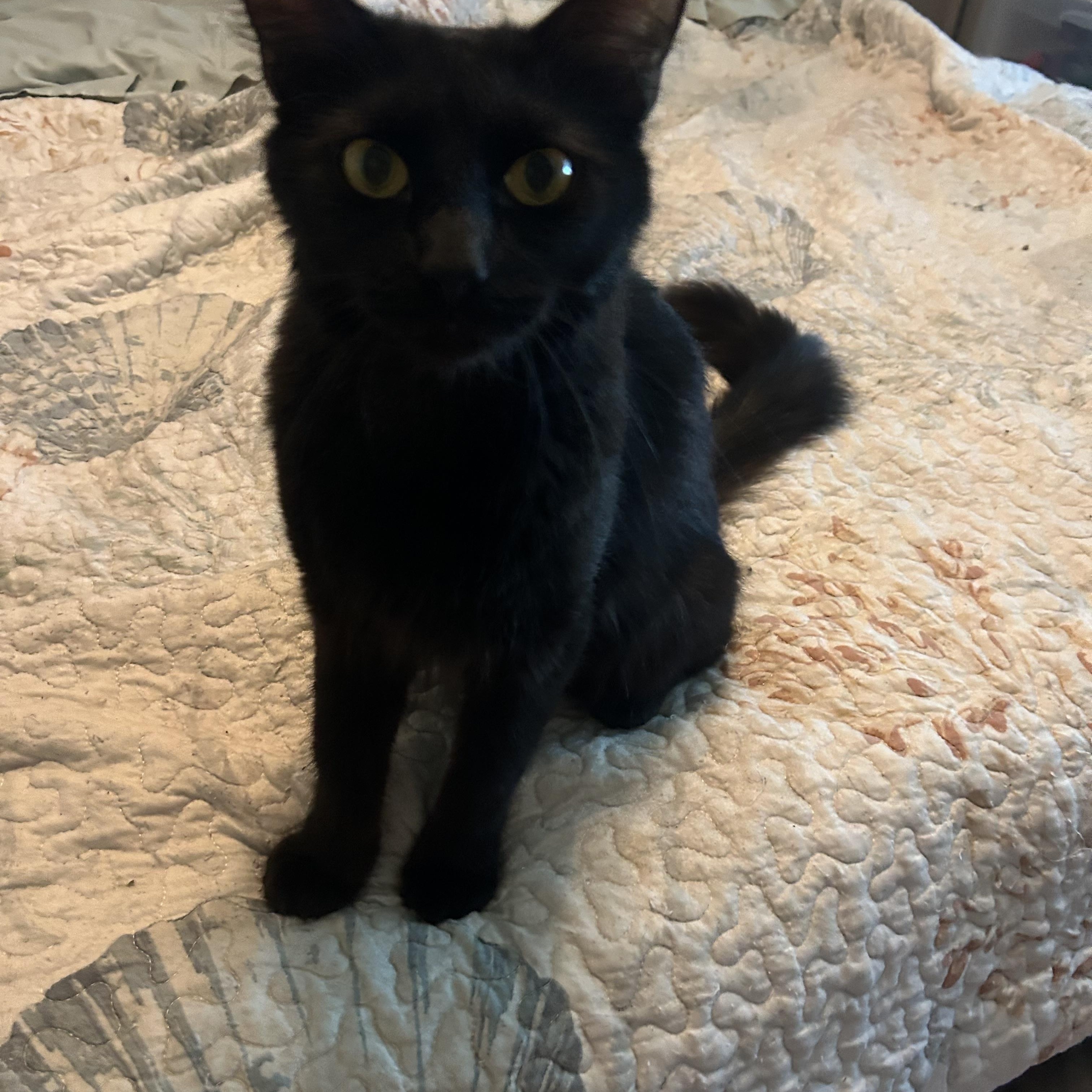 Cat for adoption - Ava, a Domestic Long Hair in south burlington, VT ...