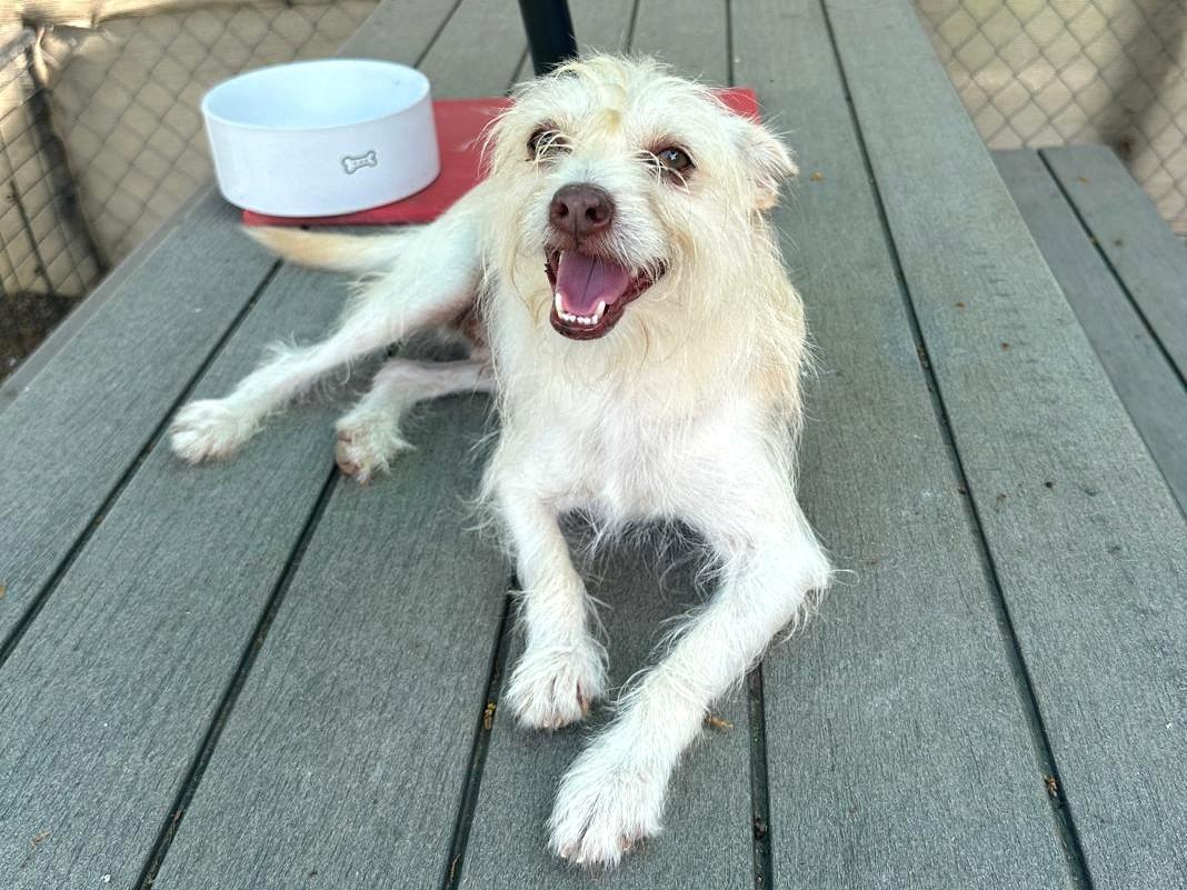 Dog for adoption - Guero, a Terrier Mix in Sacramento, CA | Petfinder