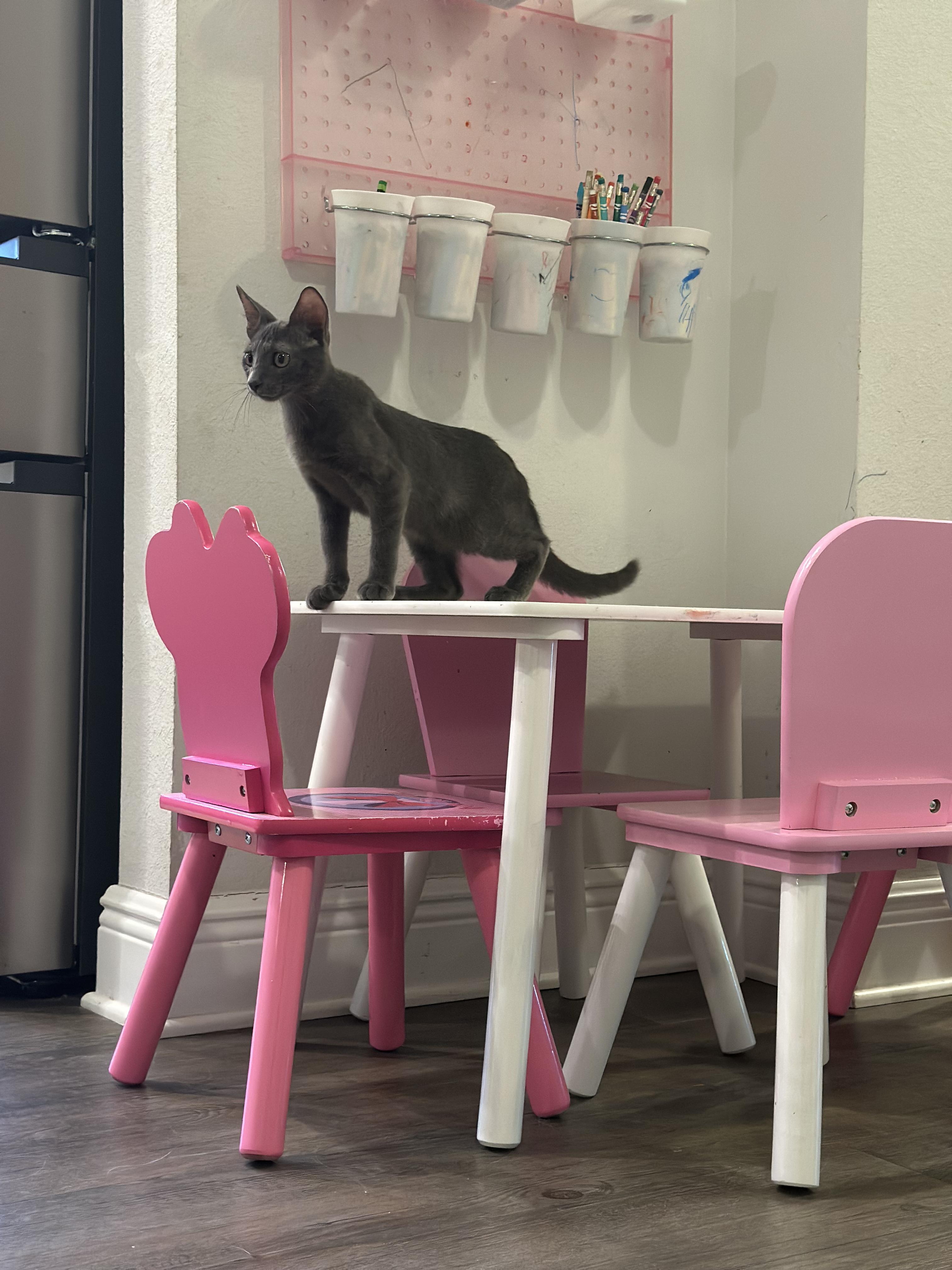 Cat for adoption - Ajax, a Russian Blue Mix in Enfield, CT | Petfinder