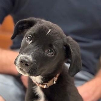 Ozaukee Humane Society in Grafton, WI