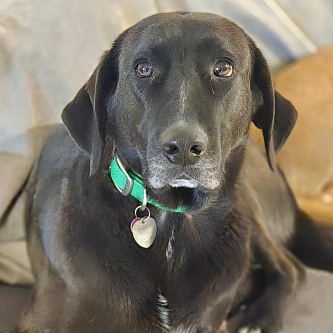 Dog for adoption - Rosie, a Black Labrador Retriever Mix in Little Rock ...