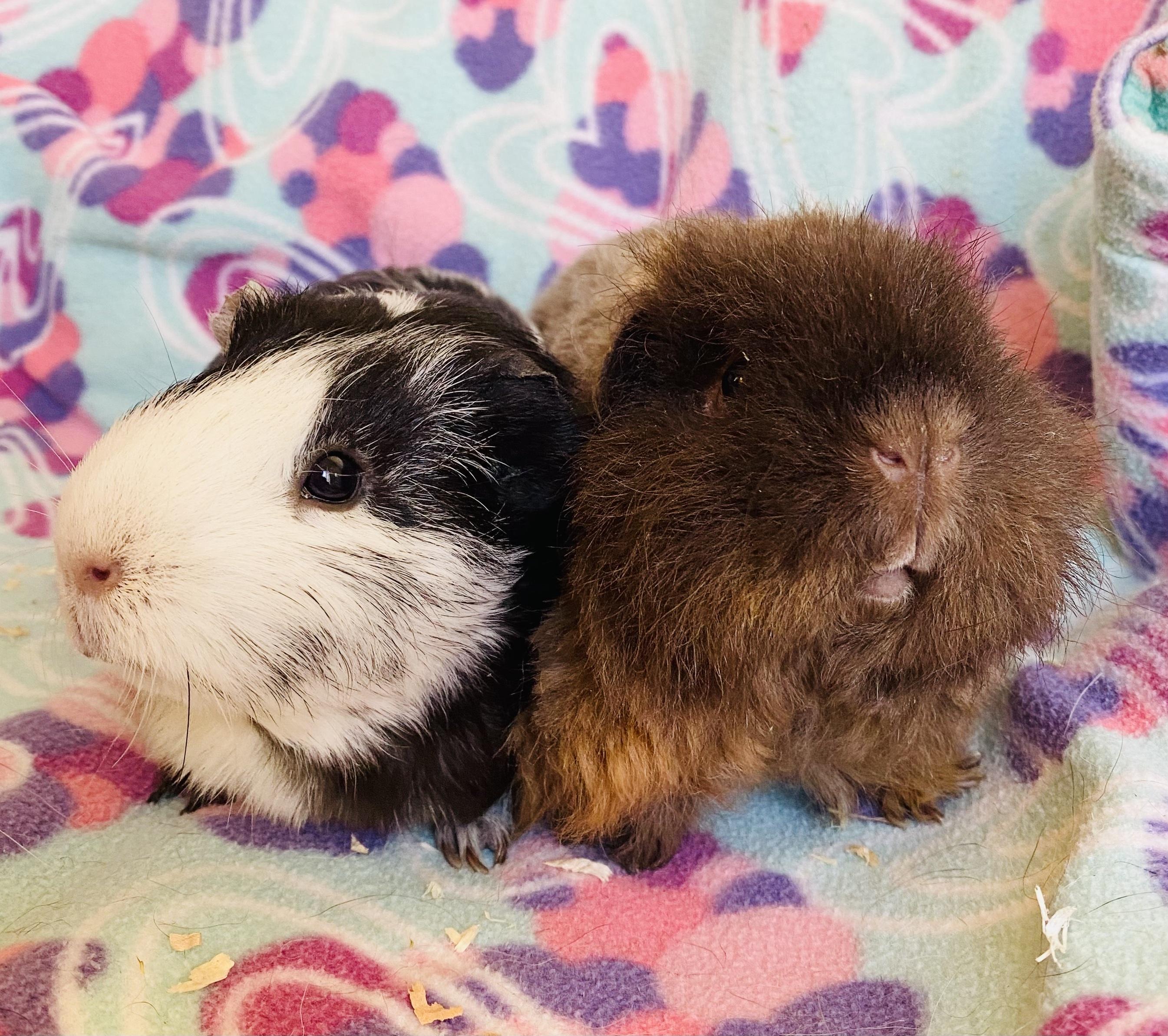 Guinea Pig for adoption - Darla & Hope, a Guinea Pig in Los Angeles, CA ...