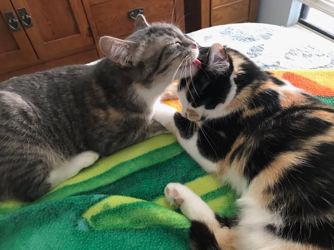 Cat for adoption - Ruby and Hazel (URGENT!), a Domestic Short Hair in ...