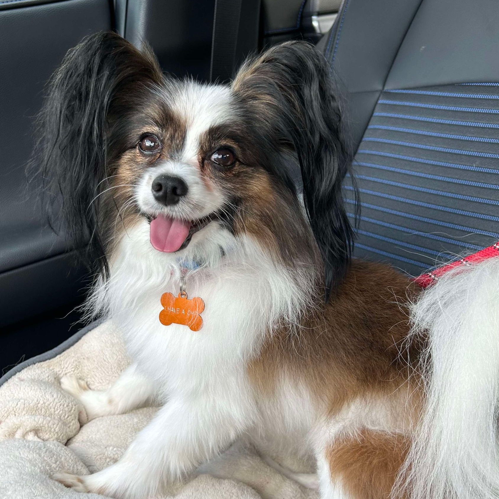 Dog for adoption - PEPPER, a Papillon in Dallas, TX | Petfinder
