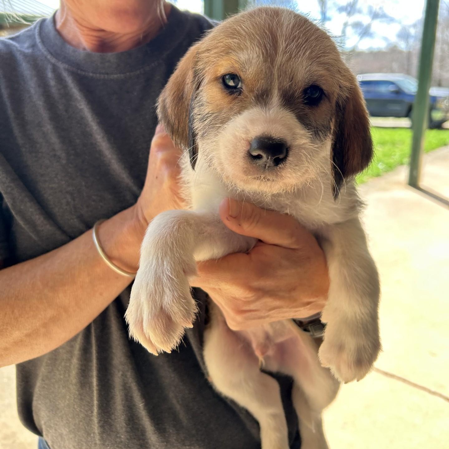 Dog for adoption - Chocolate Milk, a Border Collie Mix in Pound, VA ...