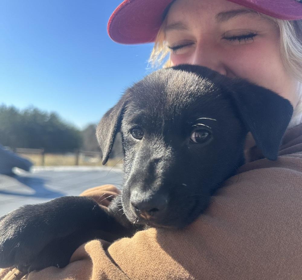 Dog for adoption - Fin, a Labrador Retriever Mix in Shelton, CT | Petfinder
