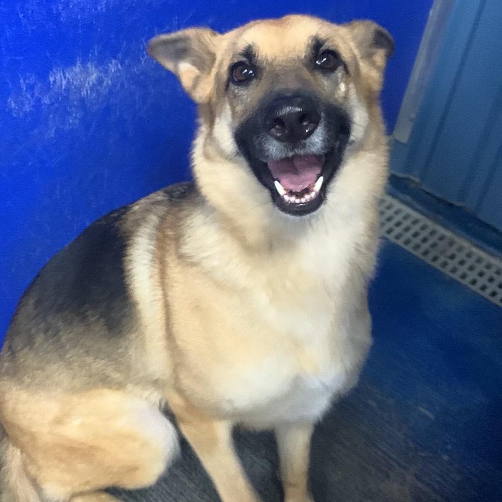 Dog for adoption - Peddle, a German Shepherd Dog Mix in virginia beach ...