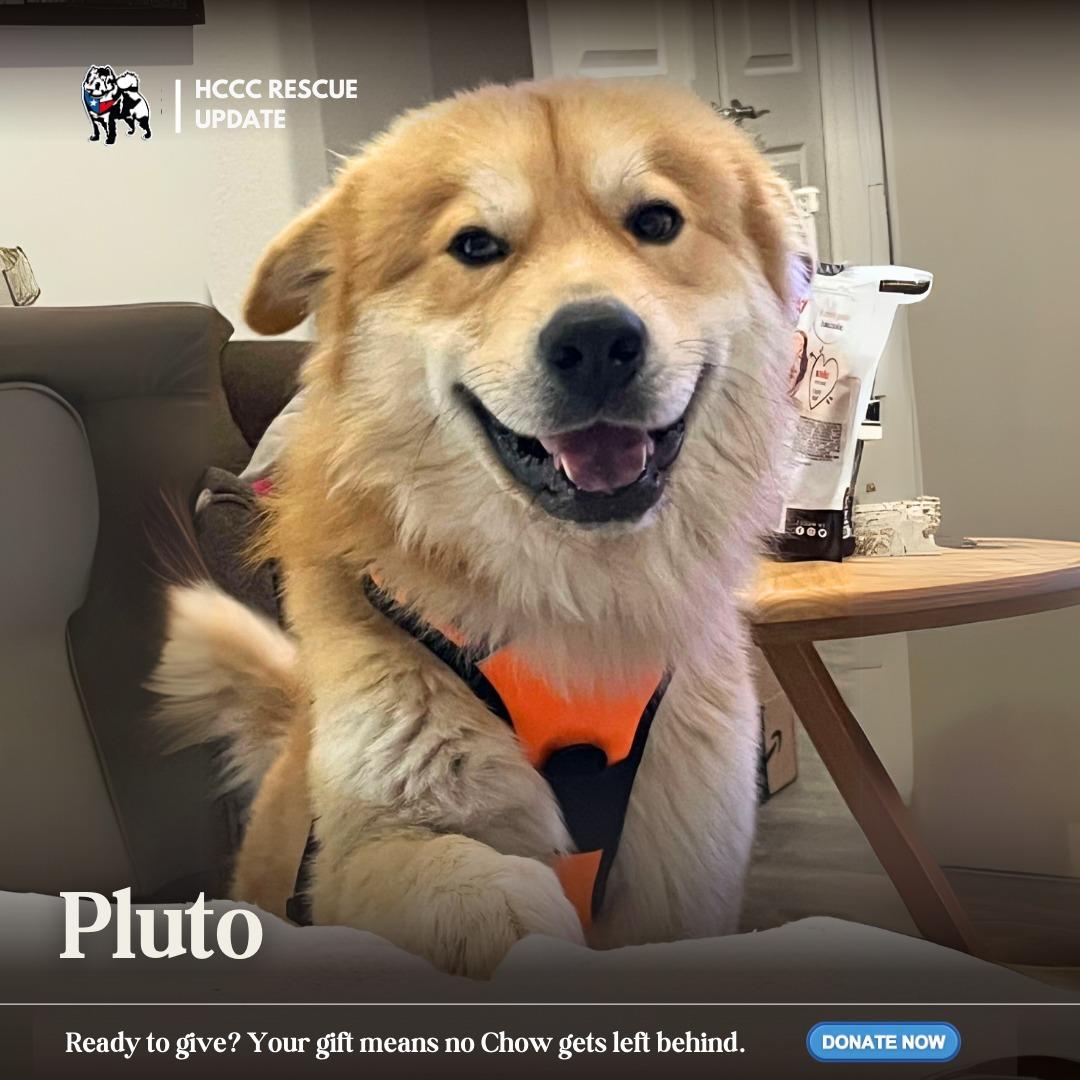 Dog for adoption - Pluto, a Chow Chow & Akita Mix in Tolland, CT | Petfinder