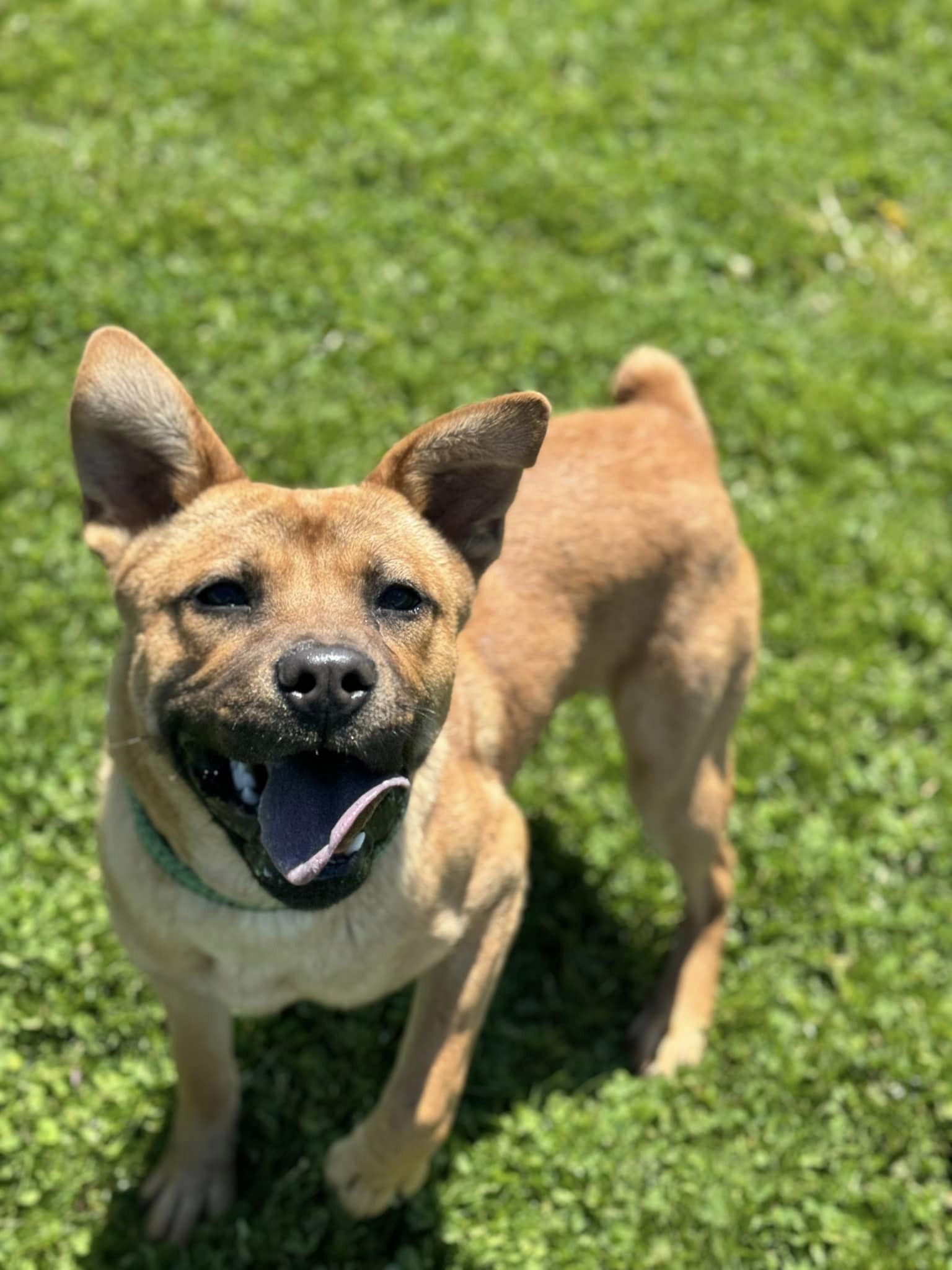 Adoptions – Humane Society of the Ochocos