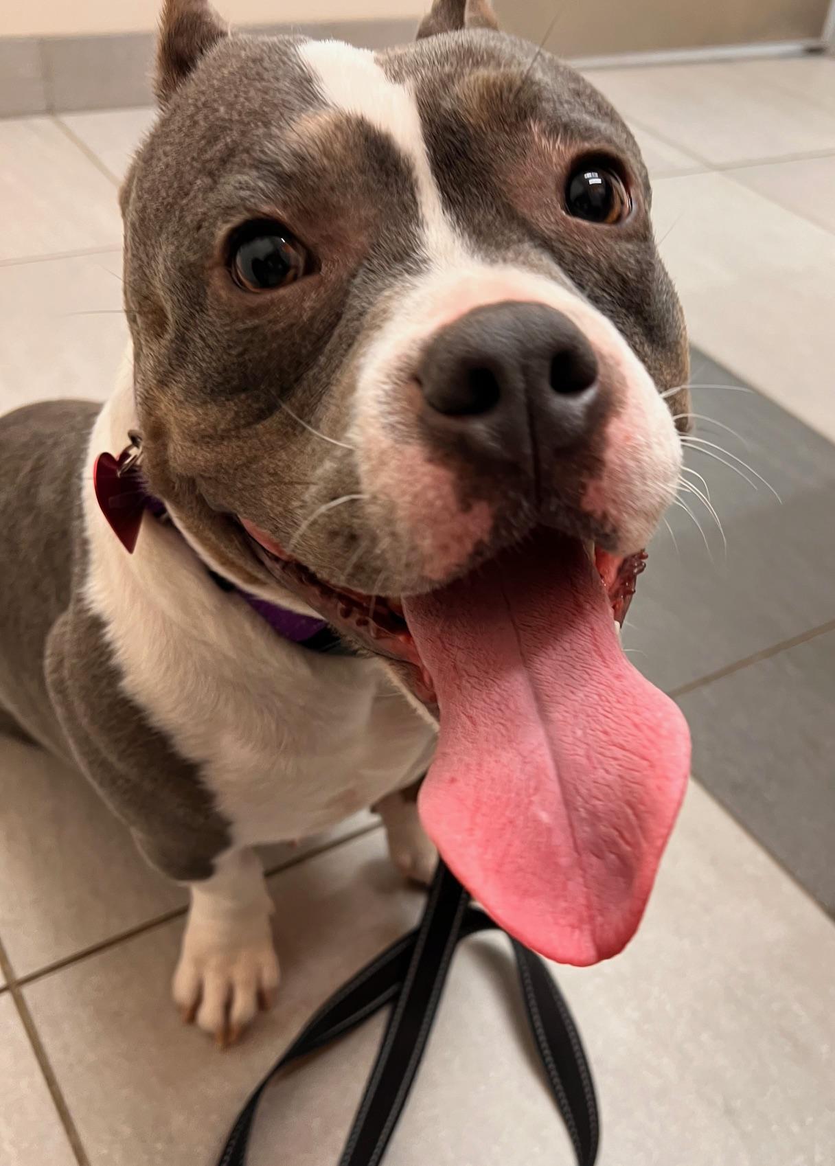 Dog for adoption - Ethel Beavers, an American Bully in Macomb, MI ...