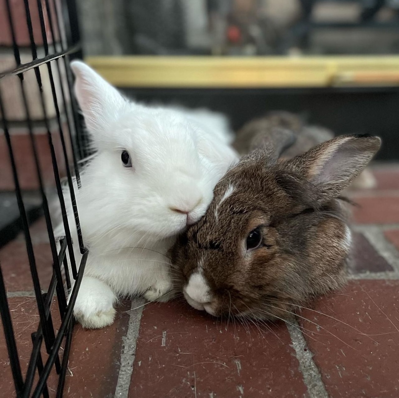 Rabbit for adoption - Trevor & Jules, a Lionhead & American Fuzzy Lop ...