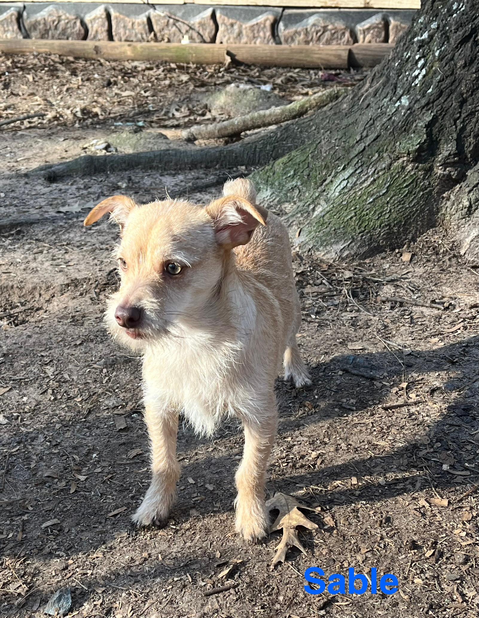Dog for adoption - sable, a Miniature Schnauzer & Terrier Mix in ...