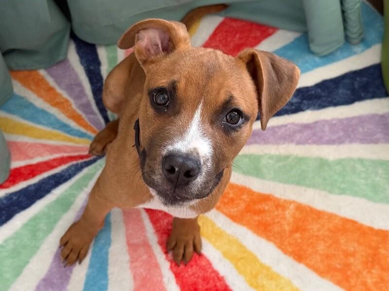 Dog for adoption - Toast Malone, a Pit Bull Terrier & Labrador ...