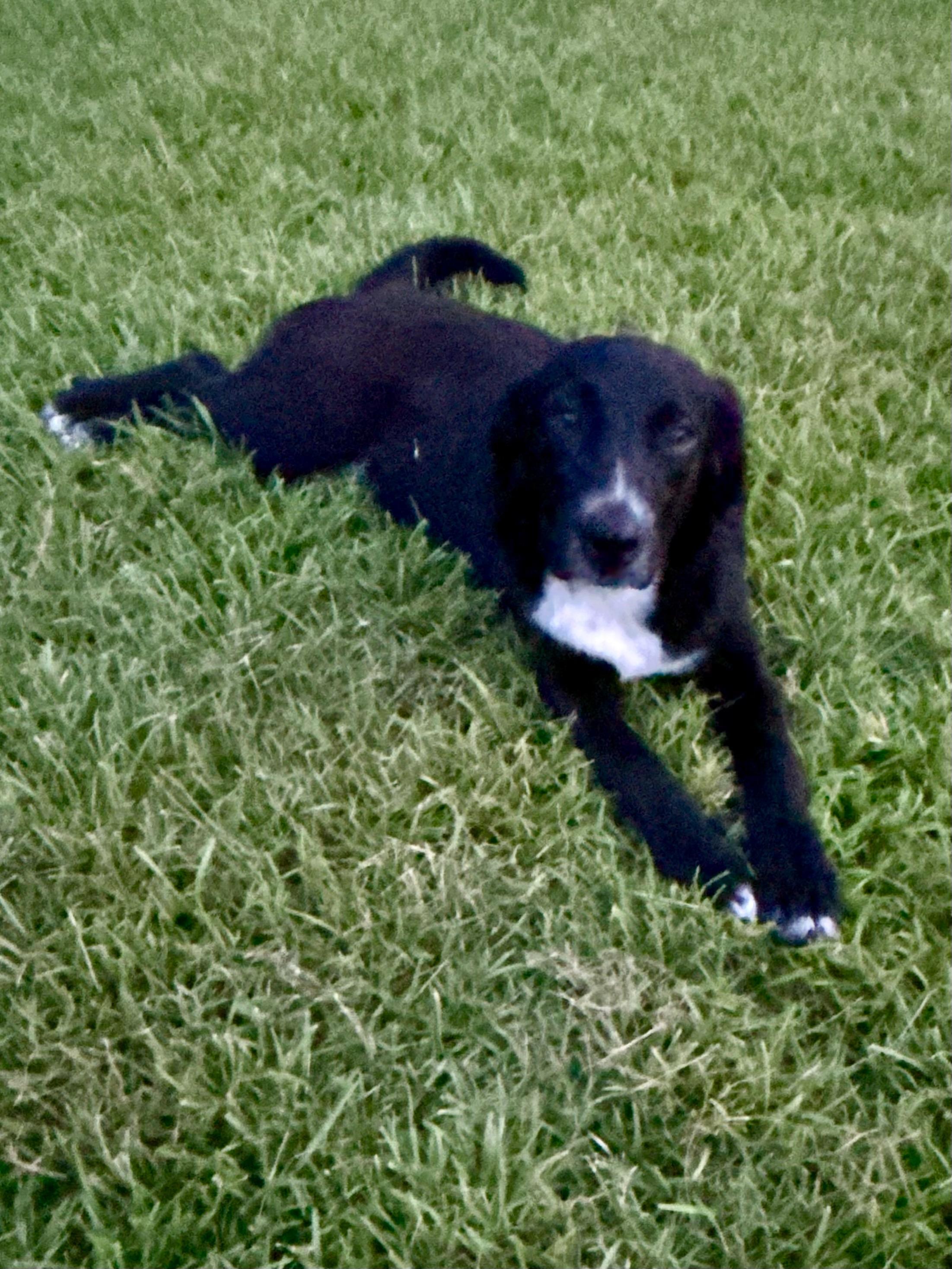 Dog for adoption - BARON, a Flat-Coated Retriever in West Dover, VT ...