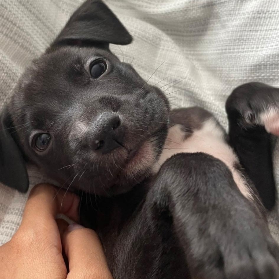 Dog for adoption - Jay, a Mixed Breed in Waxhaw, NC | Petfinder