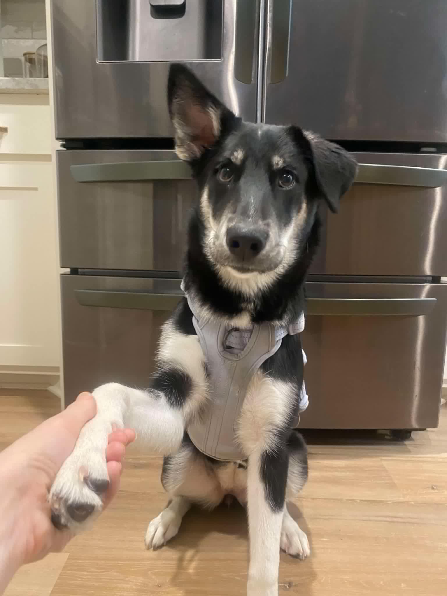 Dog for adoption - Nala, a Husky Mix in Independence, OH | Petfinder